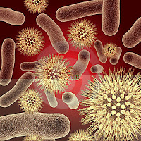 Saturated Fat Kills Gut Bacteria & Modifies Genes in the Distal Small ...